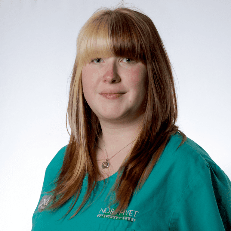 Meet the team – Northvet